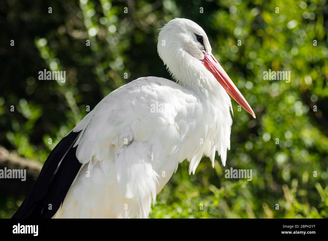 The standing stork bird is in nature in greenery Stock Photo - Alamy