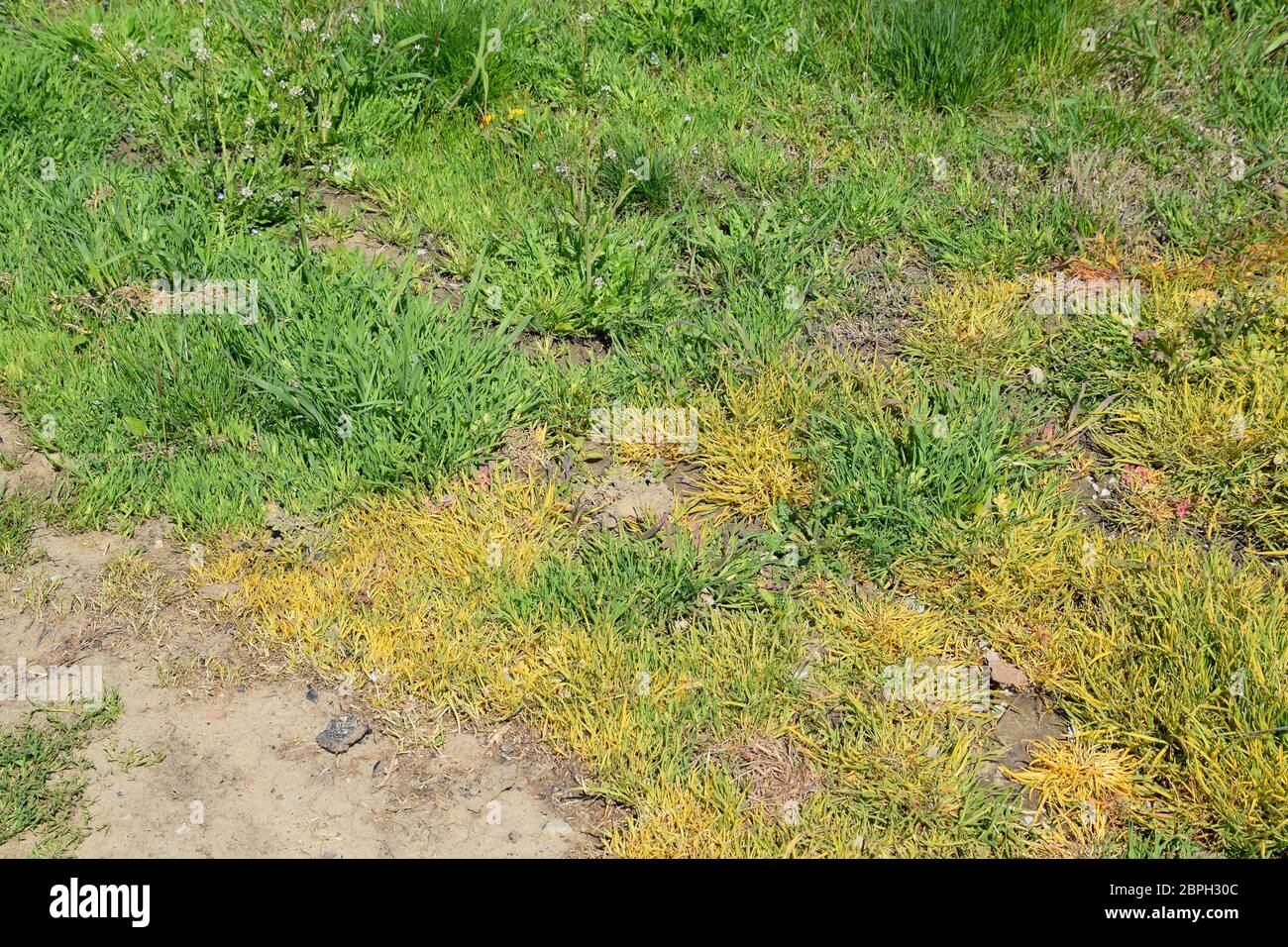 Glyphosate treated grass. Destruction of vegetation on soil sprinkled ...