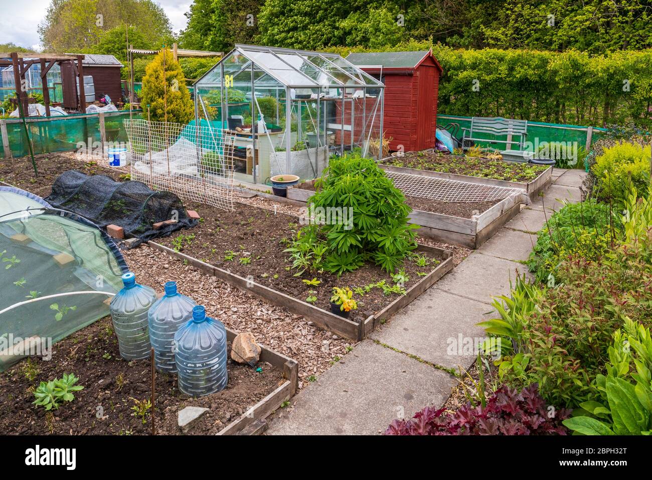 View of a small allotment with raised vegetable beds, Eglinton Growers ...