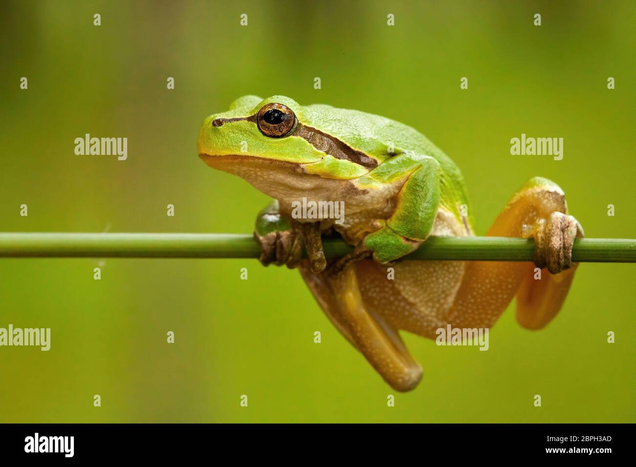 Struggling european tree frog holding on grass blade in wetland Stock ...