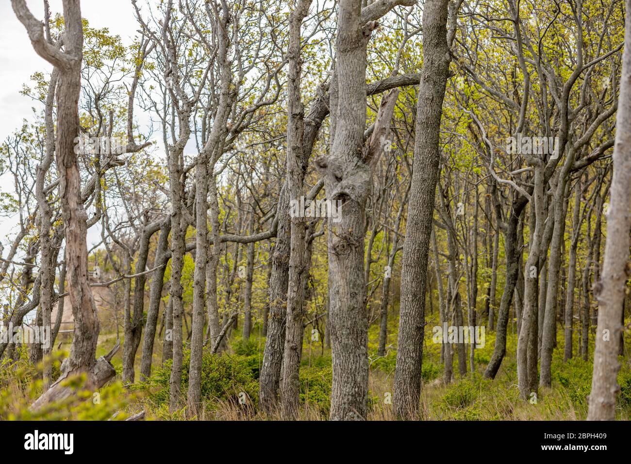 Lots of trees hi-res stock photography and images - Alamy