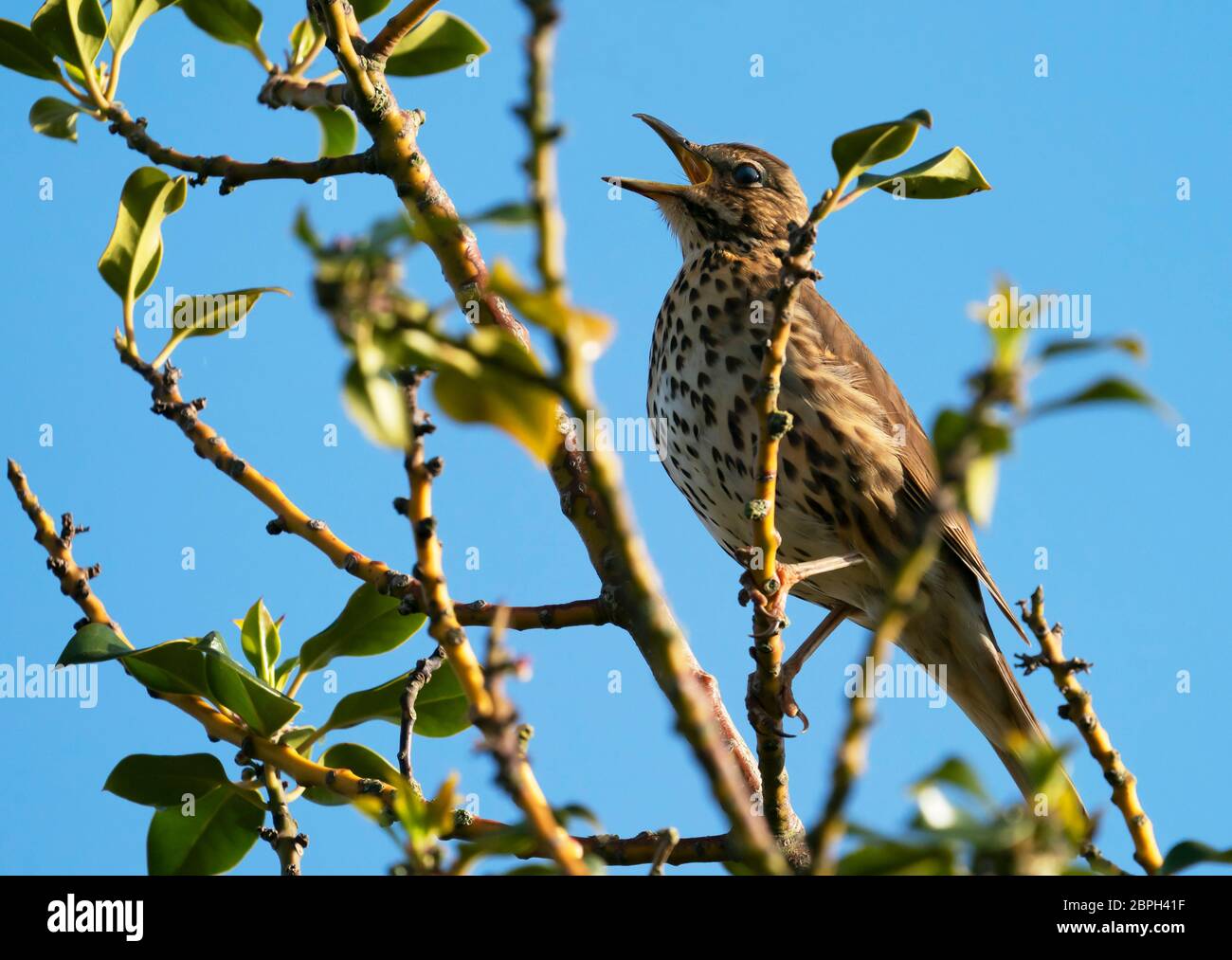 Song bird on holly tree hi-res stock photography and images - Alamy