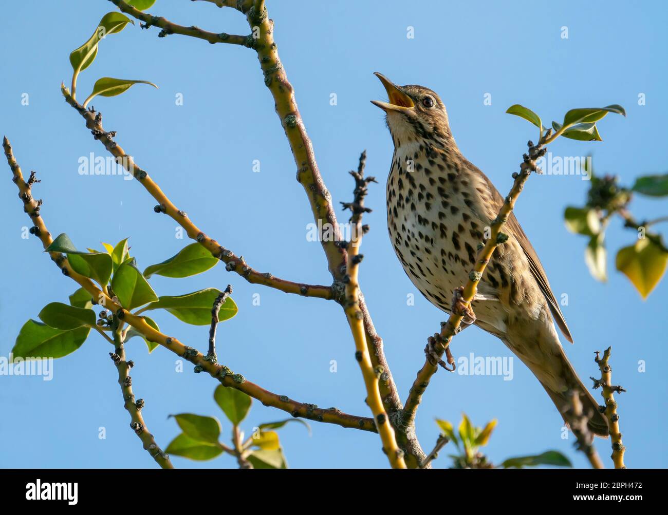 Singing thrush britain spring hi-res stock photography and images - Alamy