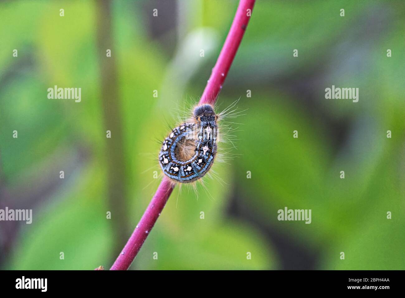 Forest tent caterpillar hi-res stock photography and images - Alamy