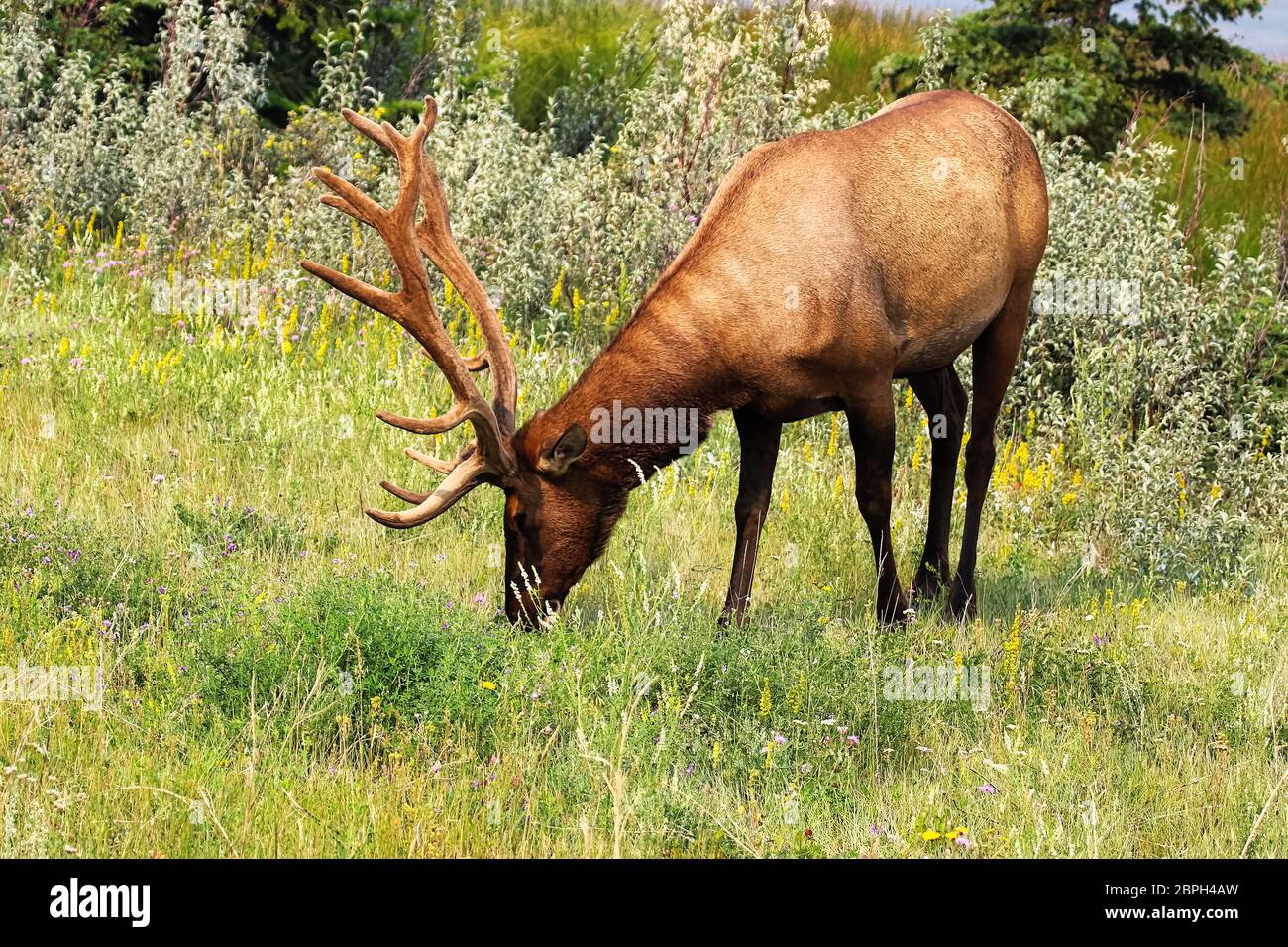 Large bull elk eating grass hi-res stock photography and images - Alamy