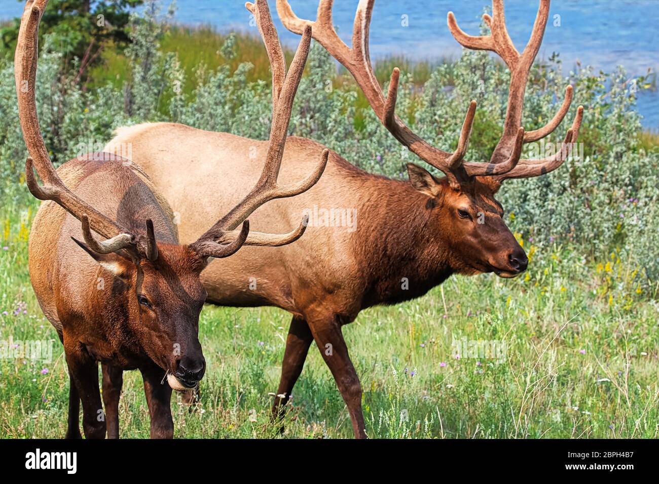 Portraits of two large bull elks by water Stock Photo - Alamy