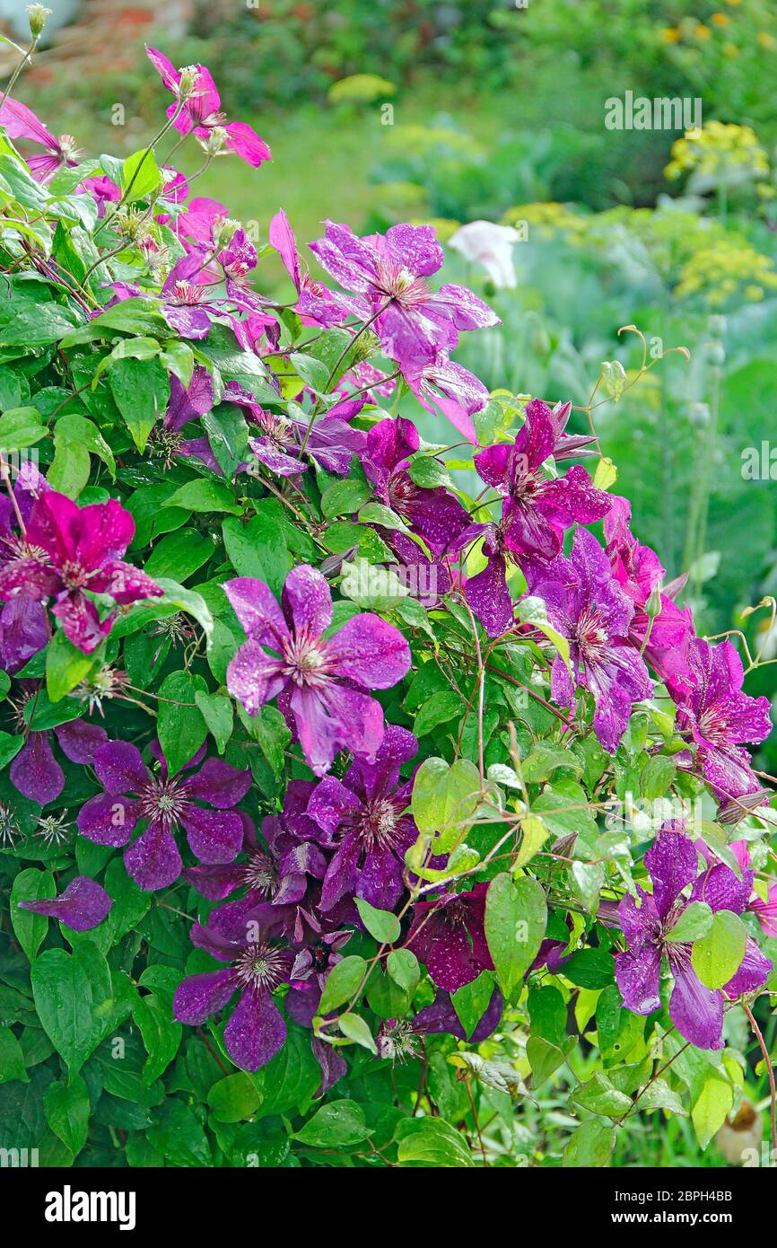 Beautiful flowers of clematis near house. Big bush of clematis growing ...