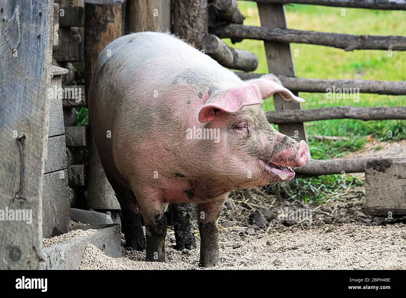 Smiling pig hog hi-res stock photography and images - Alamy