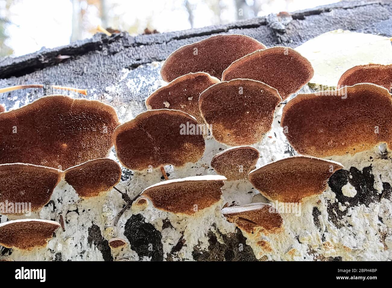 The brown underside of bracket fungi on a trunk Stock Photo - Alamy
