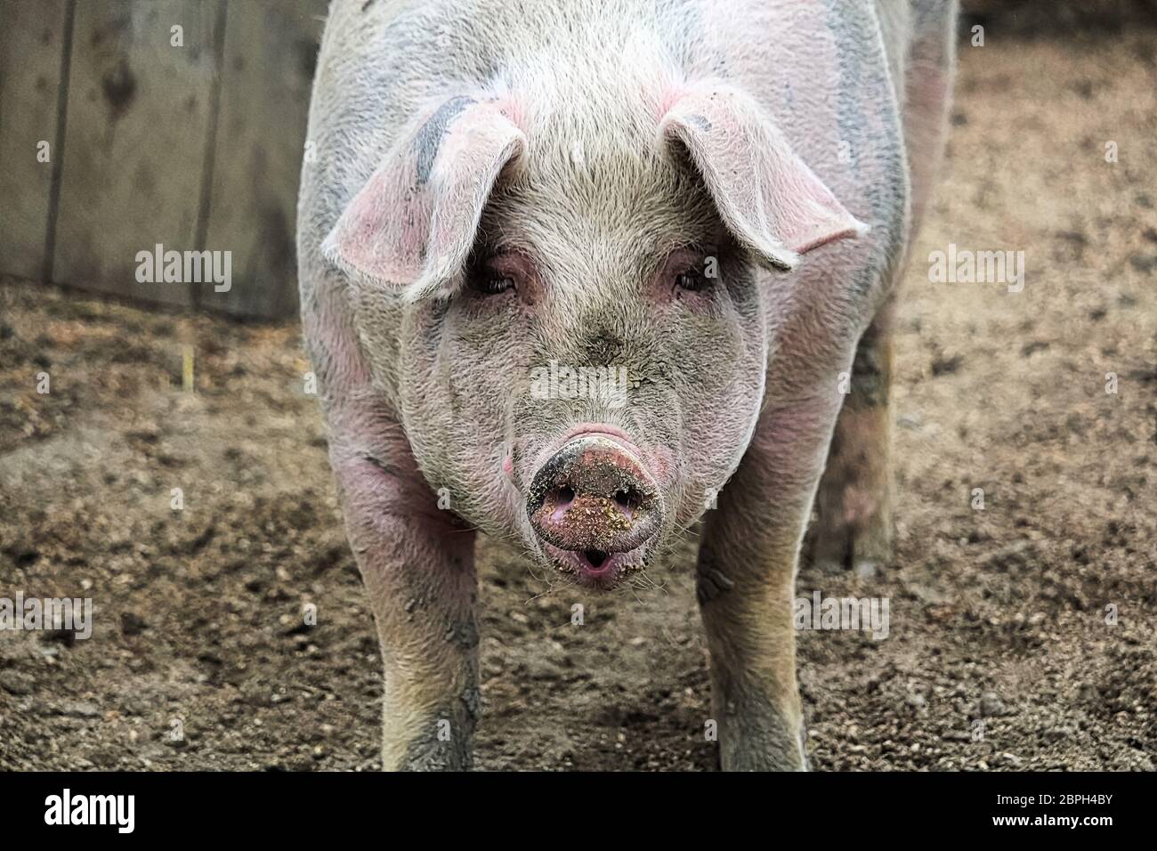 Portrait of a pig looking forward Stock Photo - Alamy