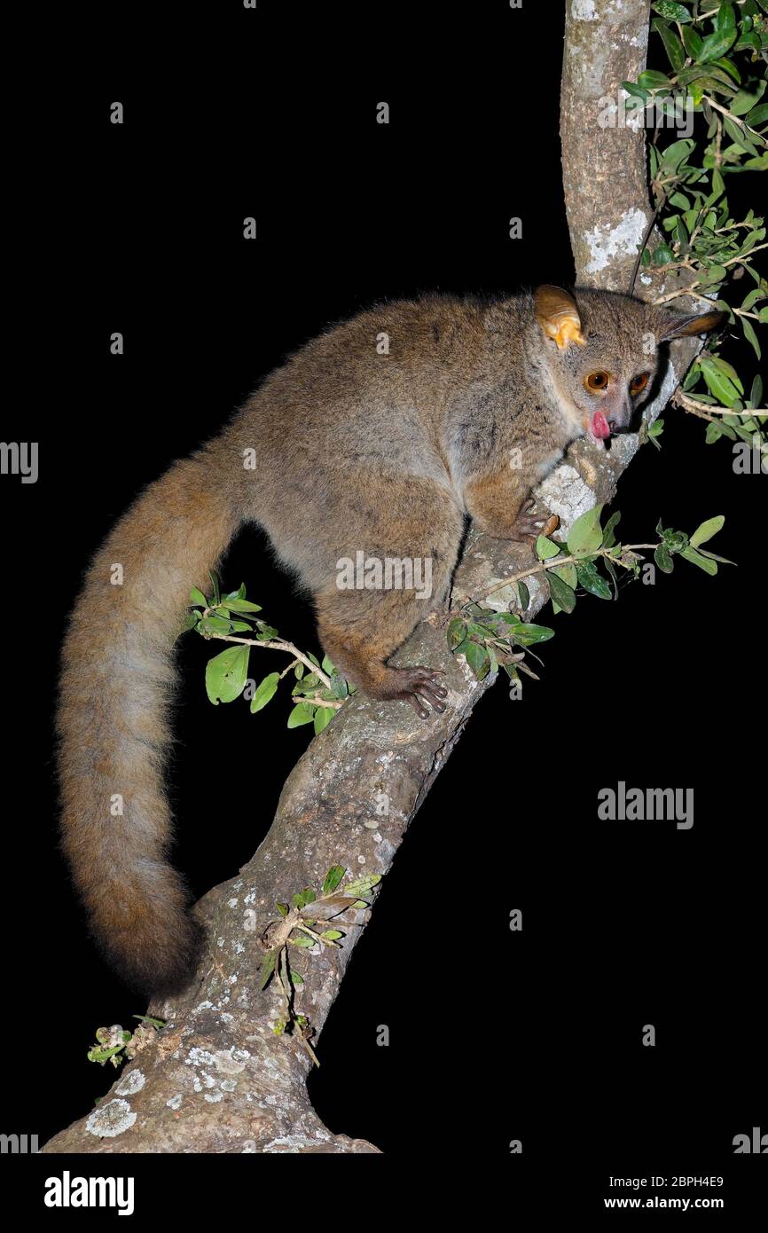 Galago tree tree hi-res stock photography and images - Alamy