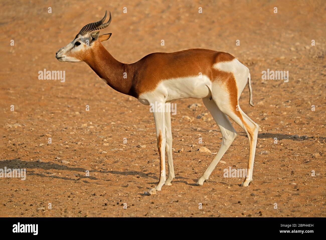 Male critically endangered dama gazelle (Nanger dama), Northern Africa ...