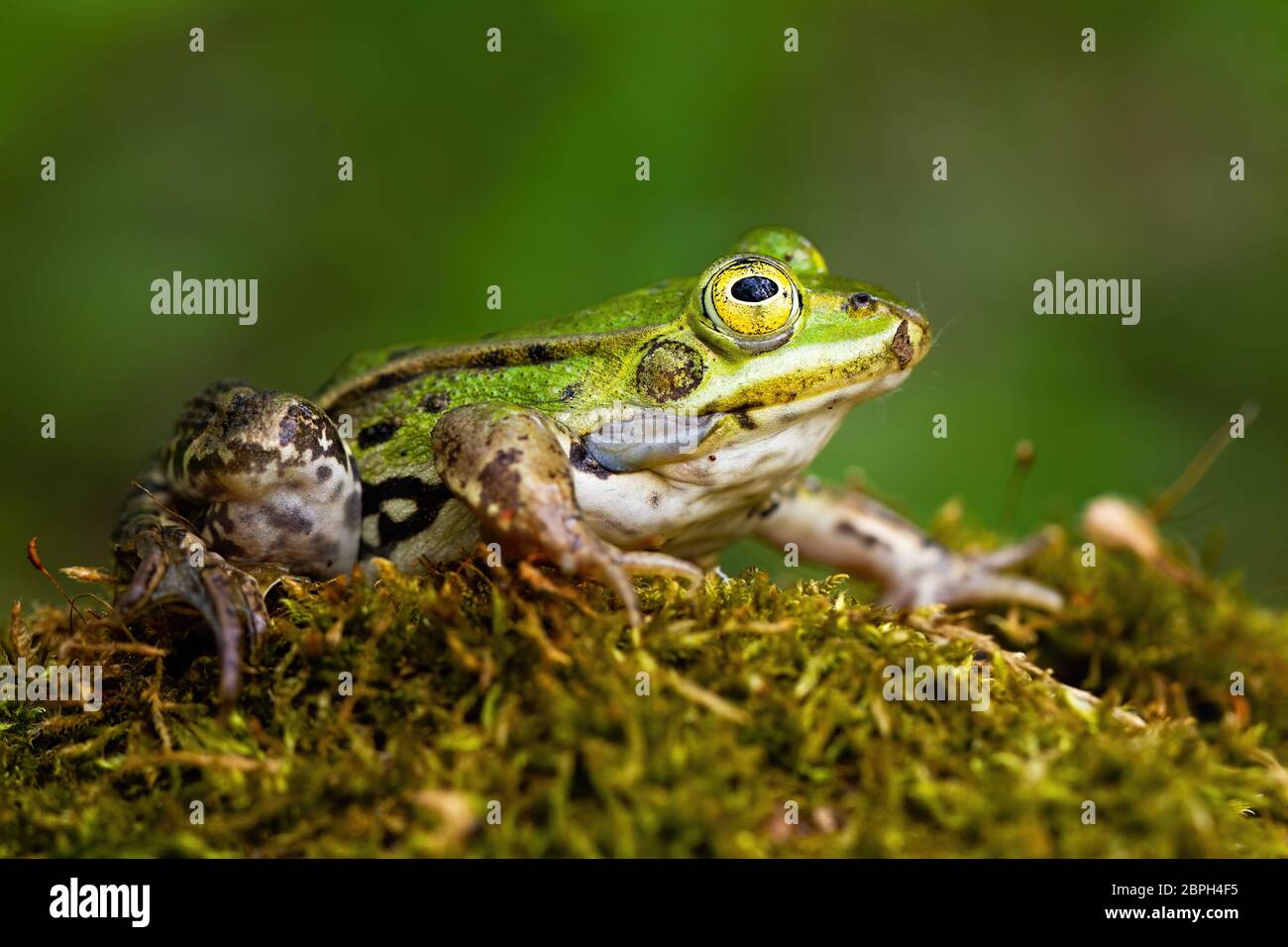 Small edible frog with green skin and big yellow eye in summer nature ...