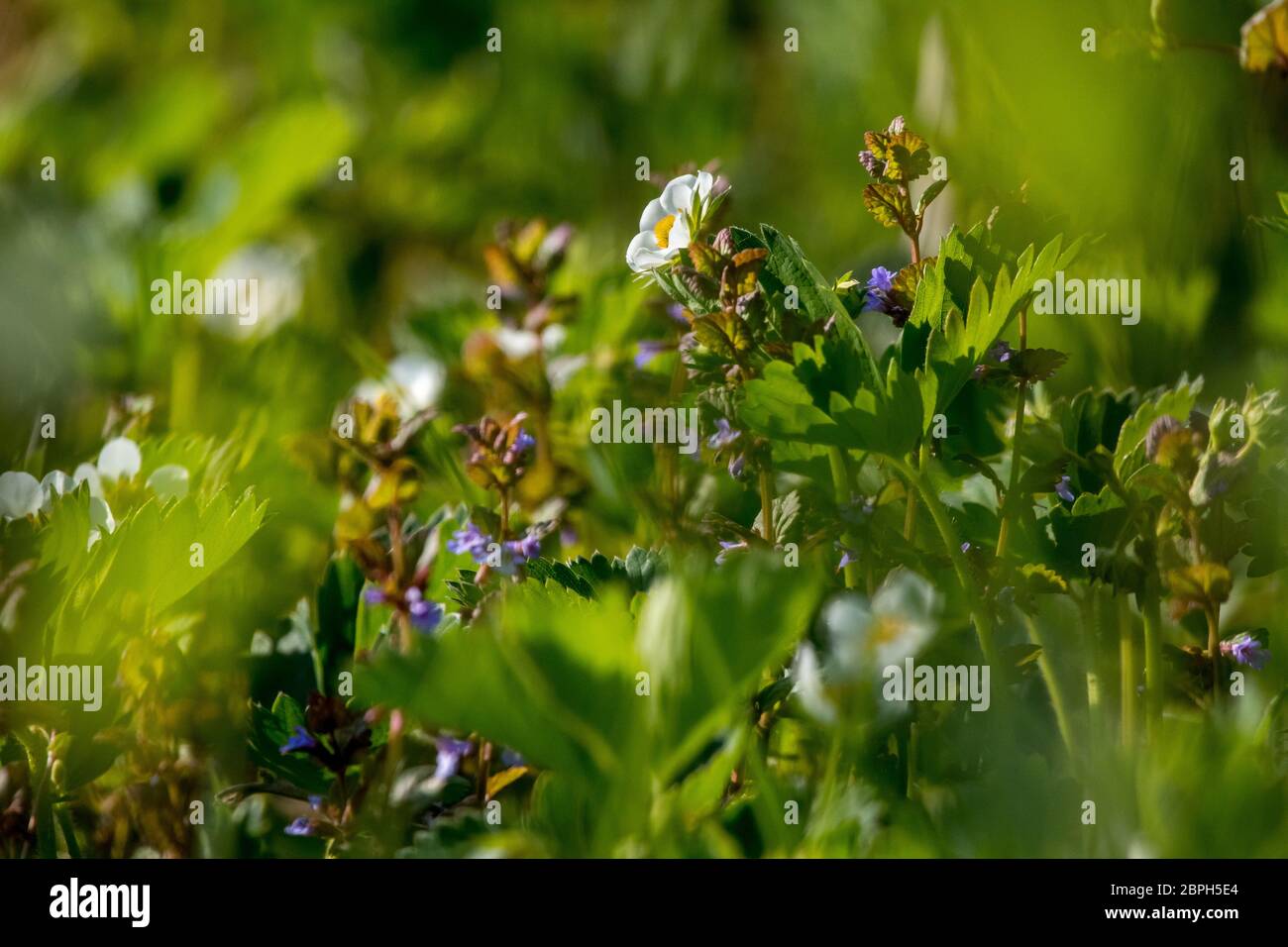 Strawberry flowers. Blooming strawberries. Beautiful white strawberry ...