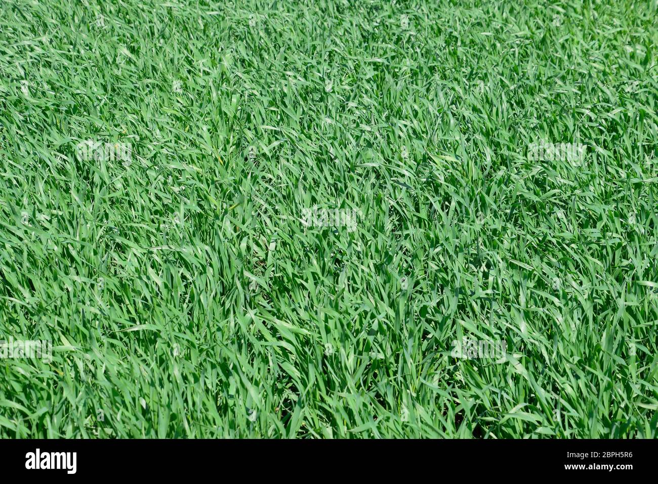 Wheat in spring hi-res stock photography and images - Alamy