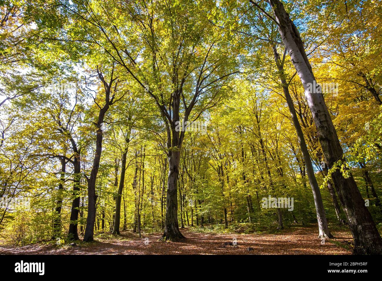 Autumn forest with bright orange and yellow leaves. Dense woods with ...