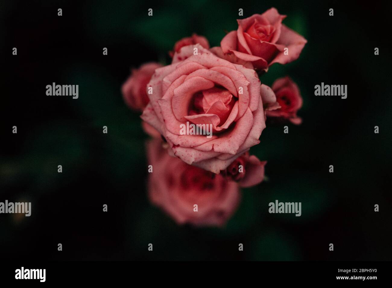 beautiful little rose closeup in the garden Stock Photo - Alamy