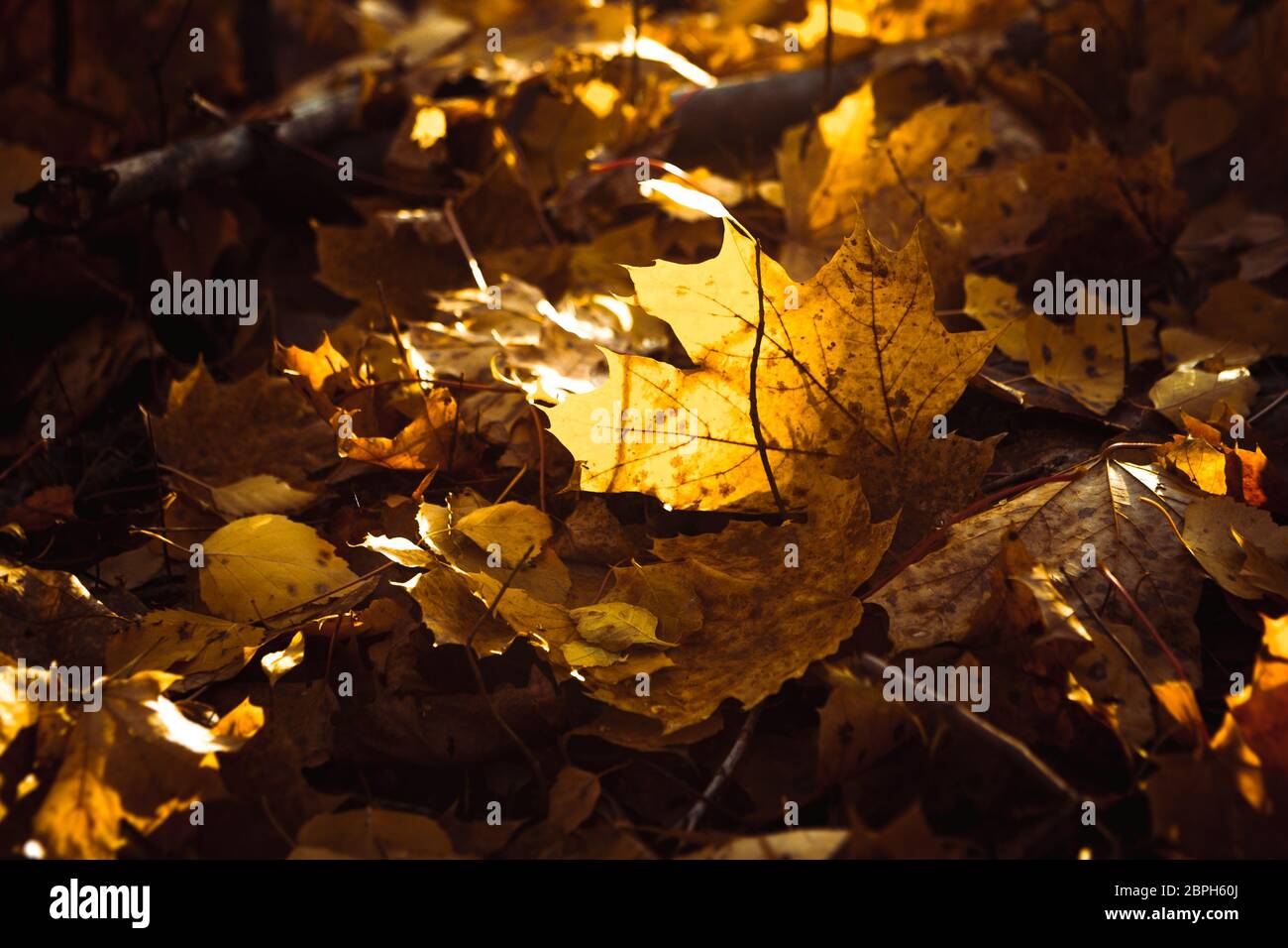 Orange yellow tree leaf forest autumn beauty nature Stock Photo - Alamy
