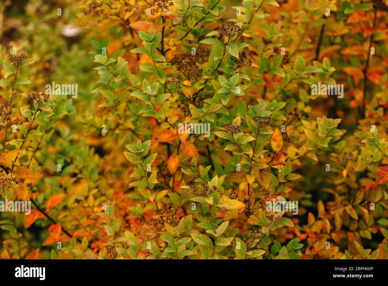 Orange yellow tree leaf forest autumn beauty nature Stock Photo - Alamy