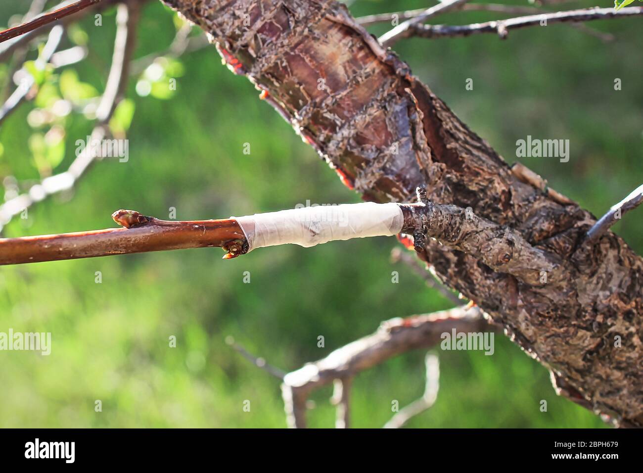 A new grafted branch on a tree Stock Photo - Alamy