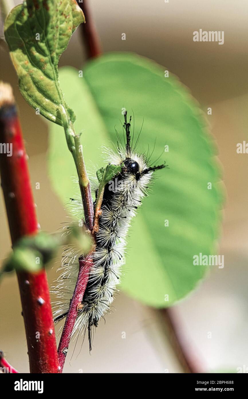Closeup of a tussock moth caterpillar eating a leaf Stock Photo - Alamy