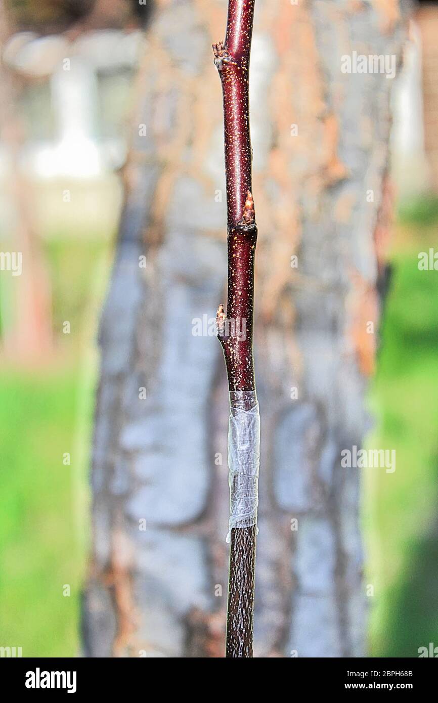 Cleft graft hi-res stock photography and images - Alamy