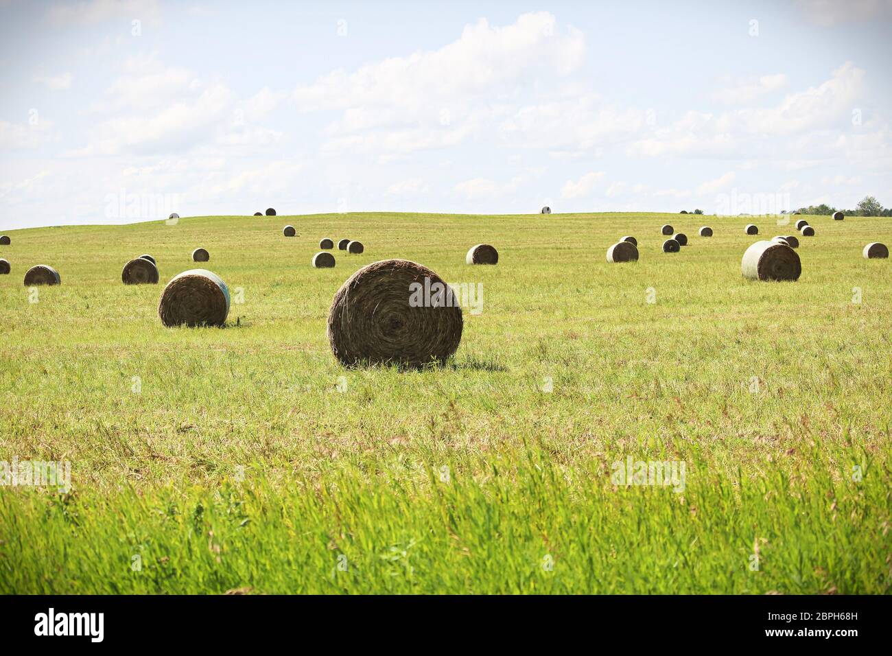 An open field of round hay bales Stock Photo - Alamy