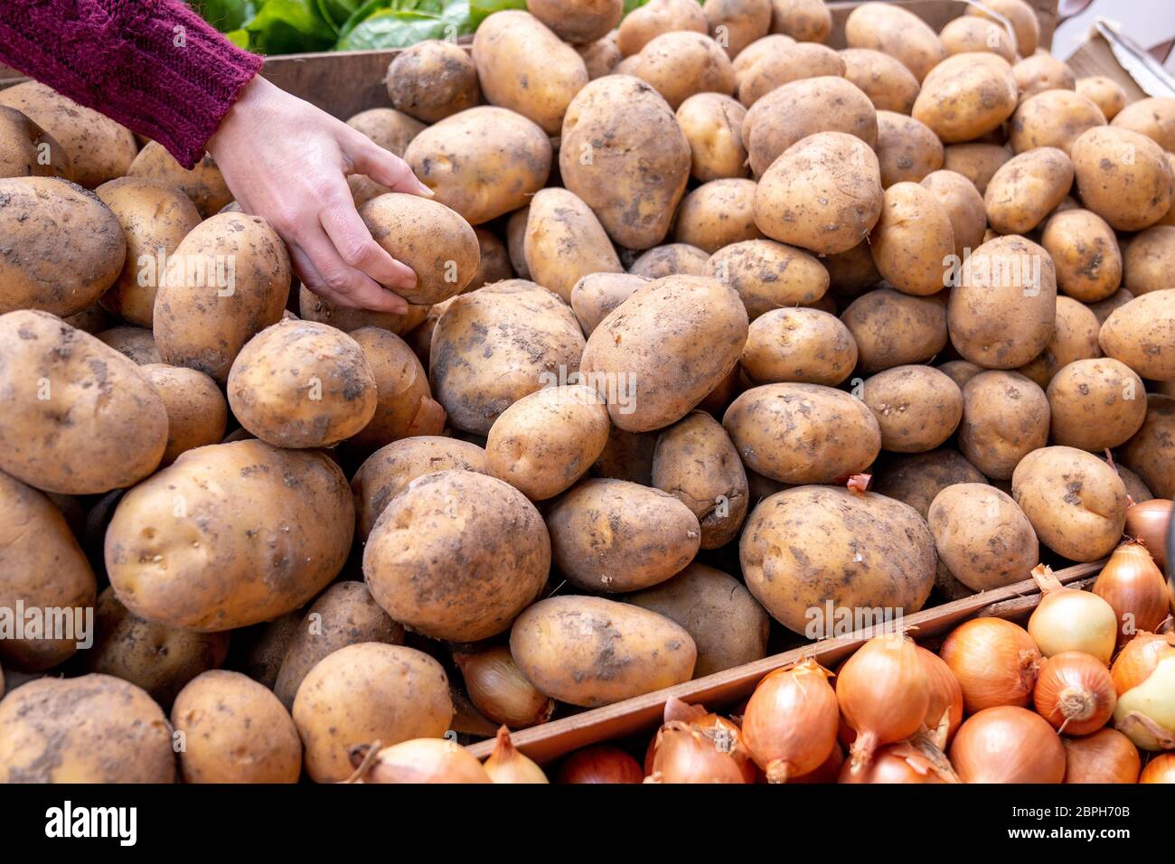 Choosing very healthy vegetable fresh harvested potato from a pile in a ...
