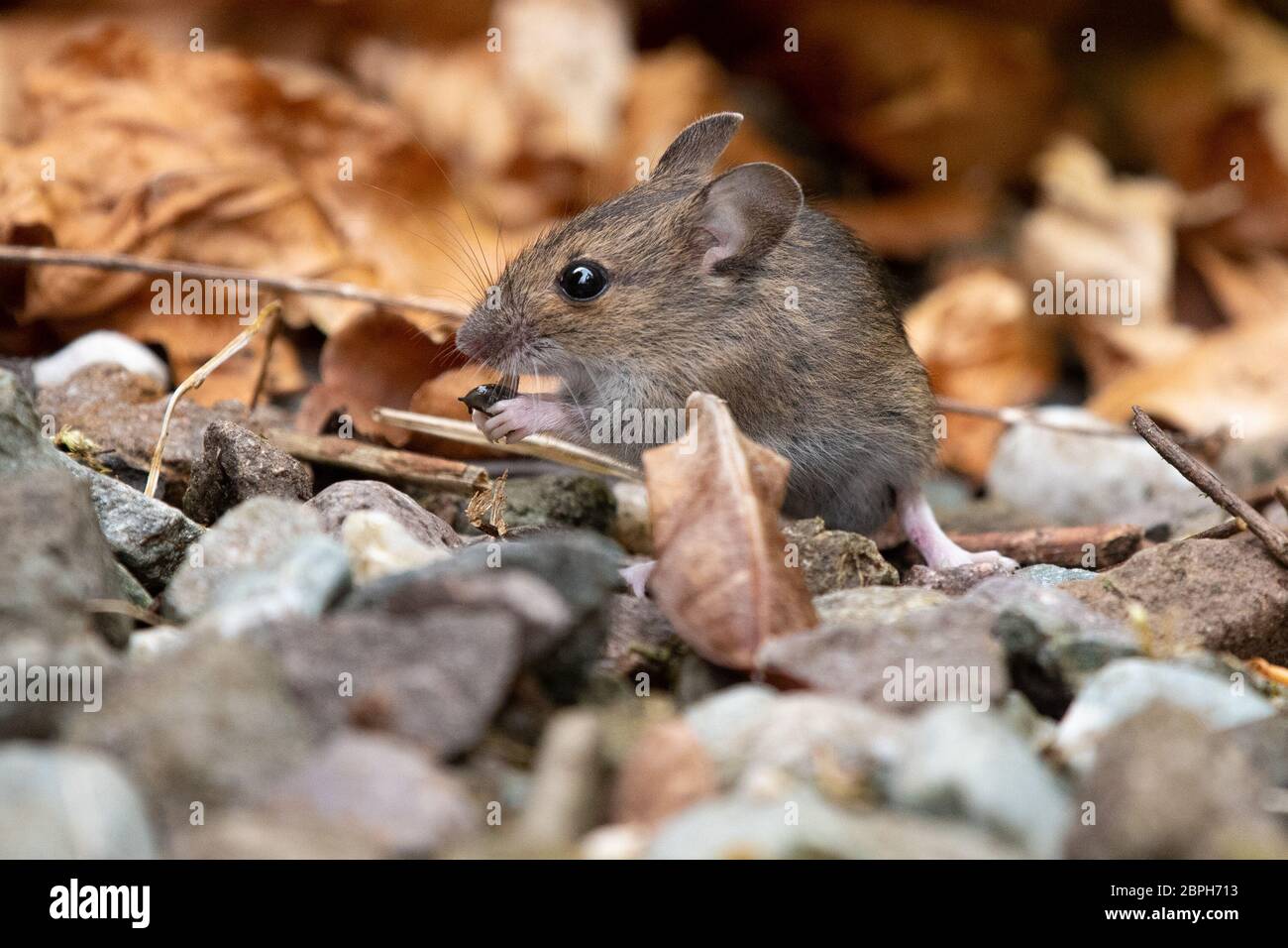 Wood mice hi-res stock photography and images - Alamy