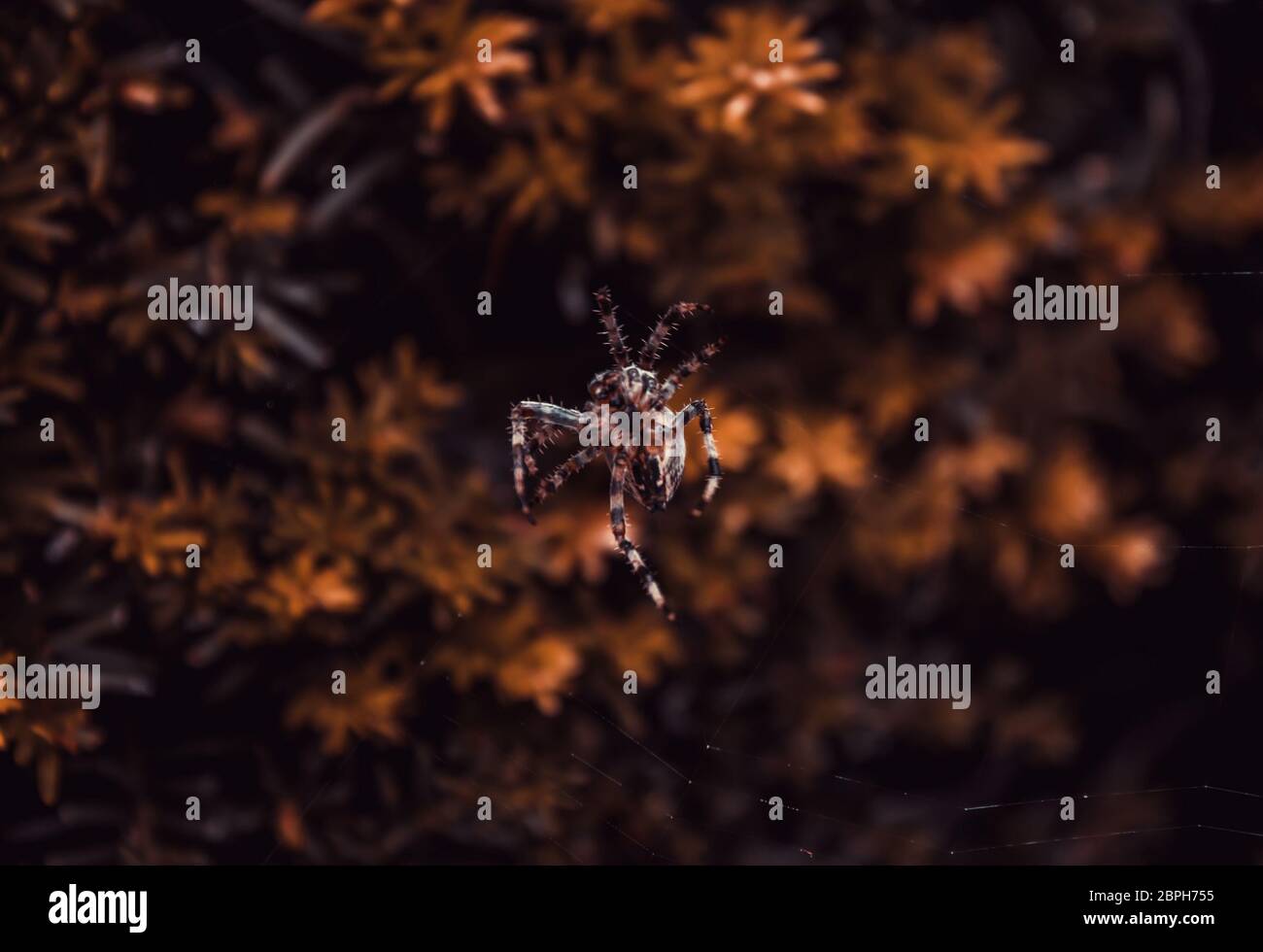 Spider in cobweb in forest, animals and insects Stock Photo - Alamy