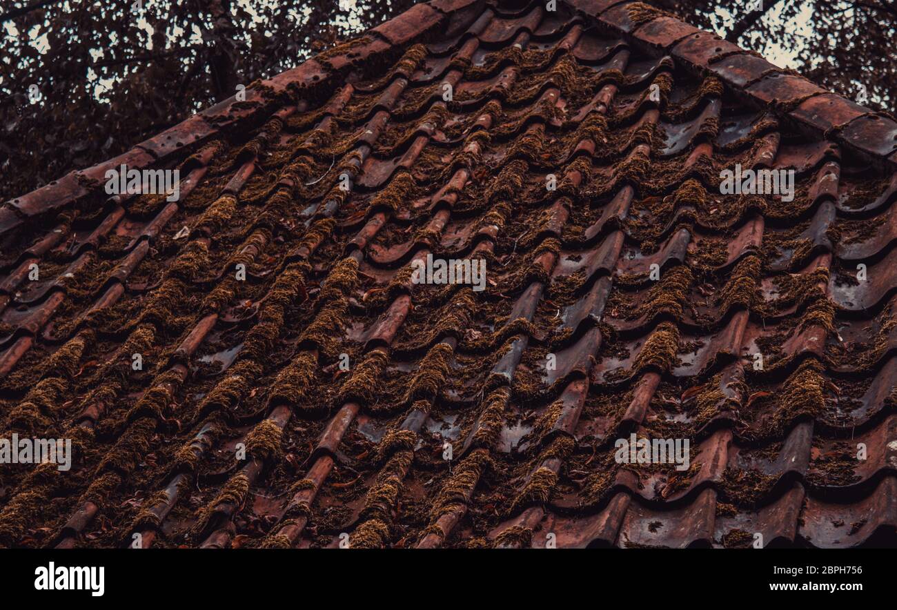 Roof with moss and vegetation, construction and architecture Stock ...