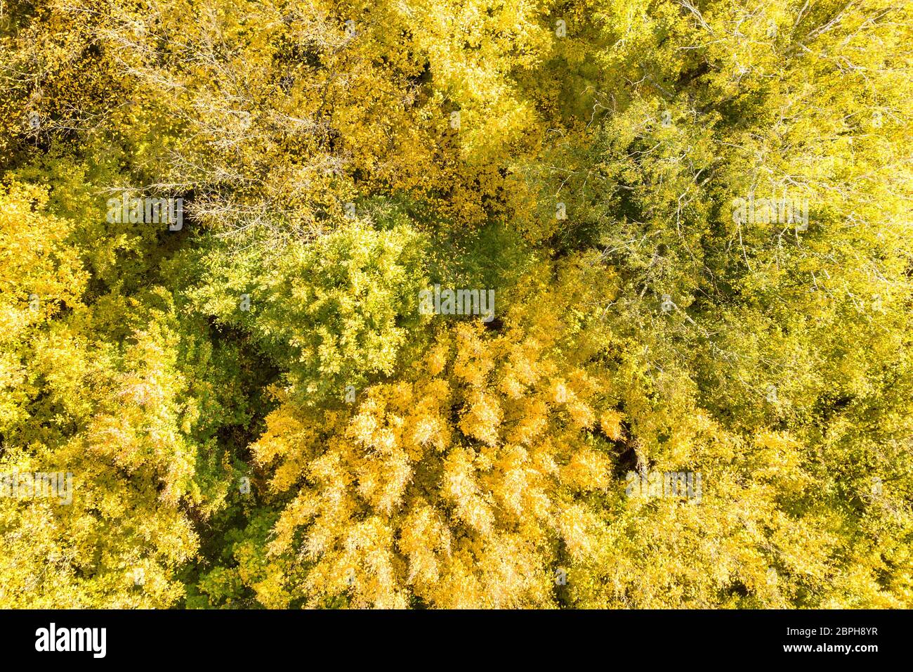 Top down aerial view of green and yellow canopies in autumn forest with ...