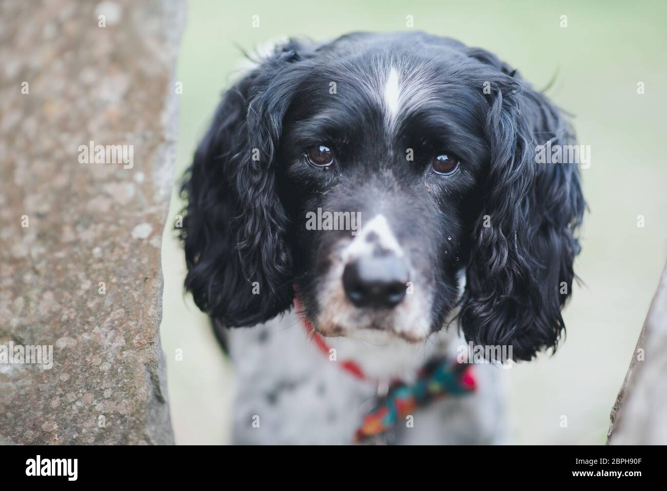Gray cocker spaniel hi-res stock photography and images - Alamy