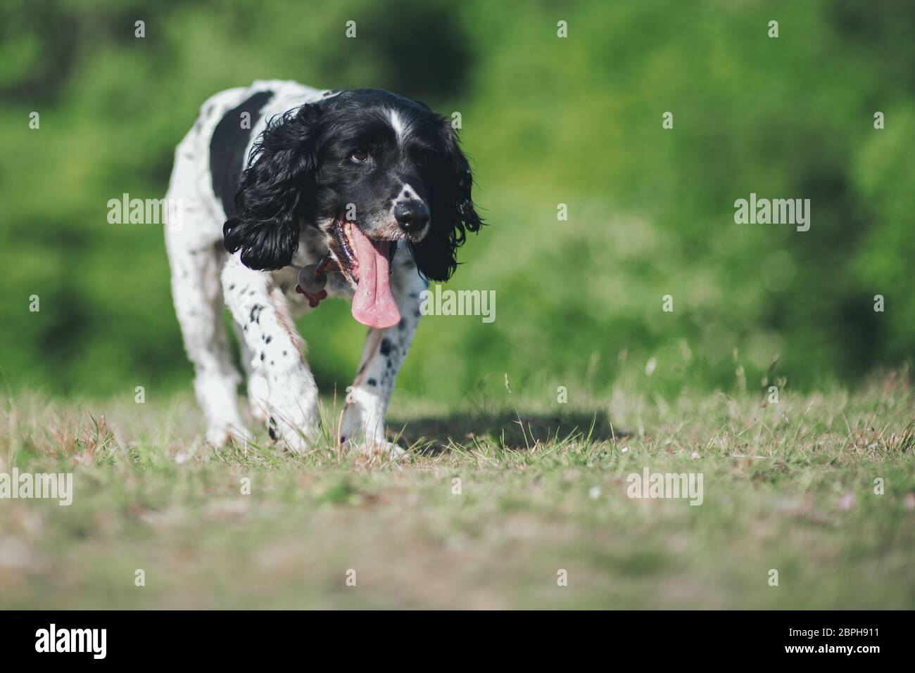 An old elderly English Springer Spaniel dog at 14 years age, Happy and ...