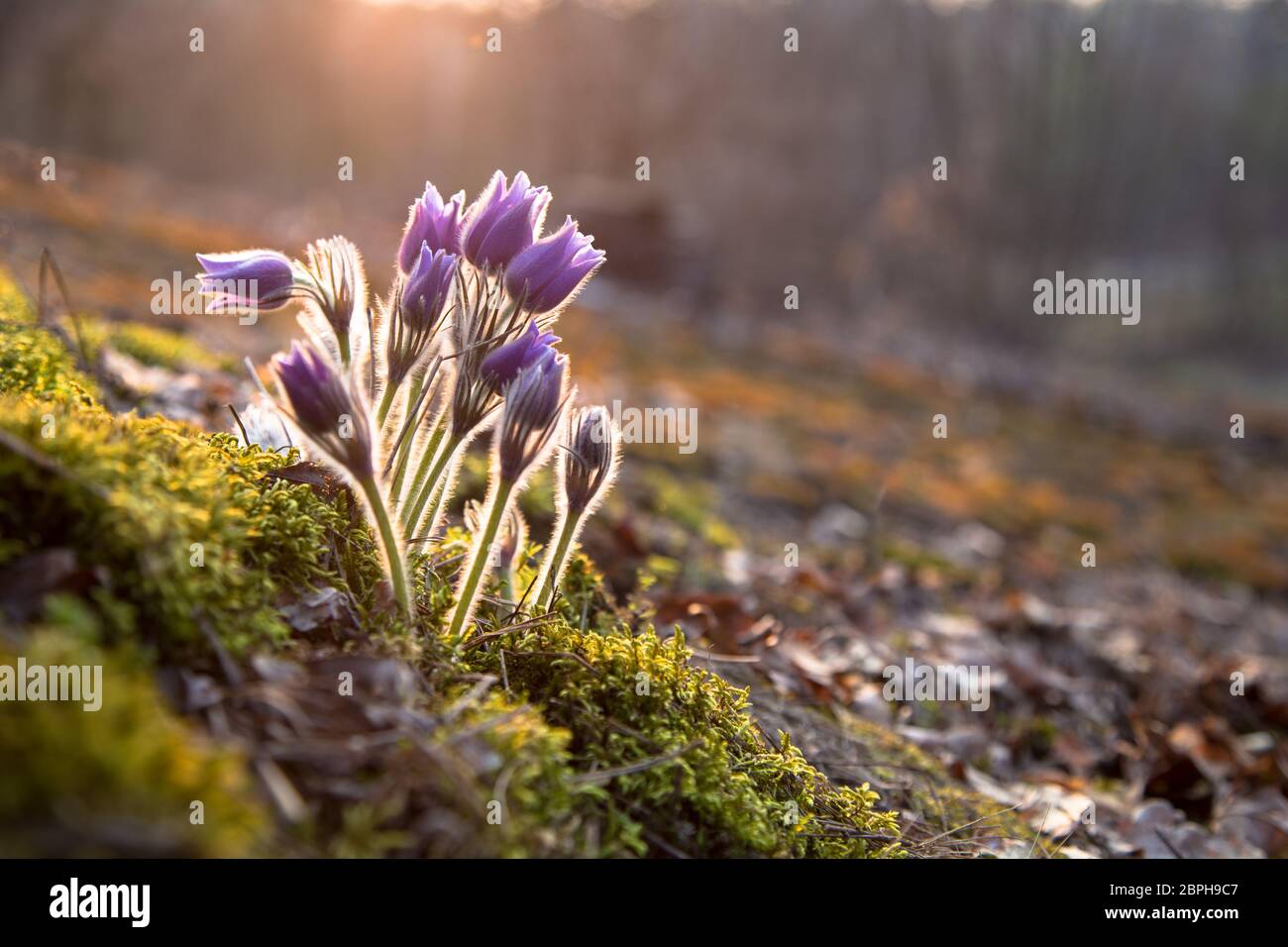 "Pulsatilla patens" - Prairie Crocus. Violet flowers close up ...