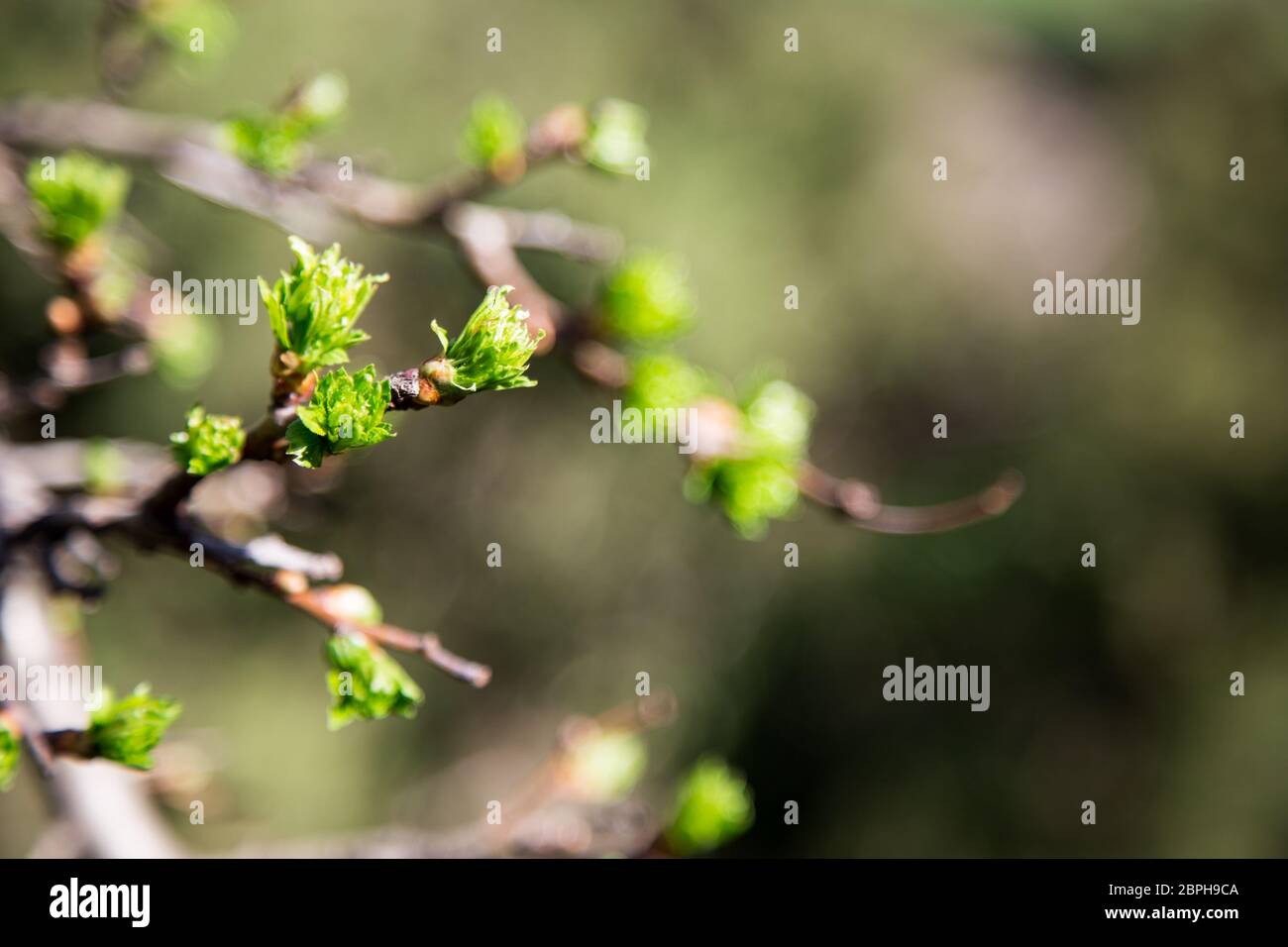 Spring has come. delicate young spring leaves. A symbol of new life ...