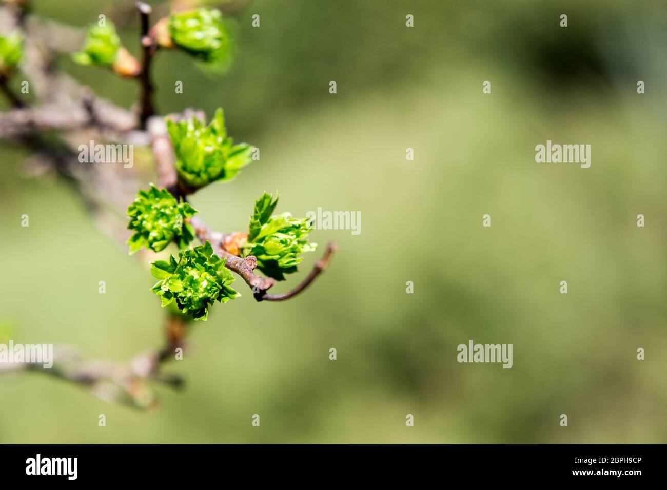 Spring has come. delicate young spring leaves. A symbol of new life ...
