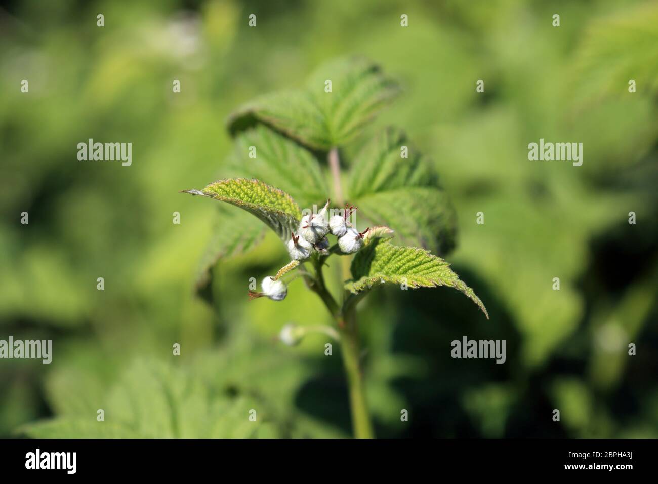 Flower buds on raspberry bush in a garden in Kent, England Stock Photo ...
