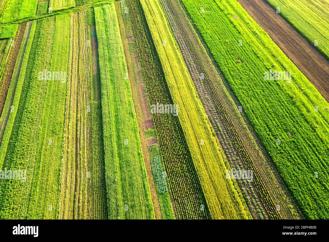 Aerial view of green agricultural fields in spring with fresh ...