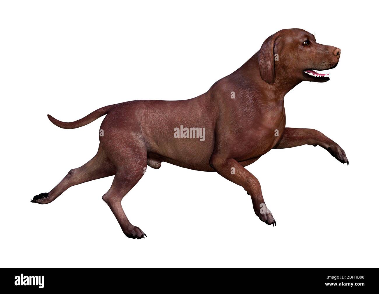3D rendering of a brown labrador dog isolated on white background Stock ...
