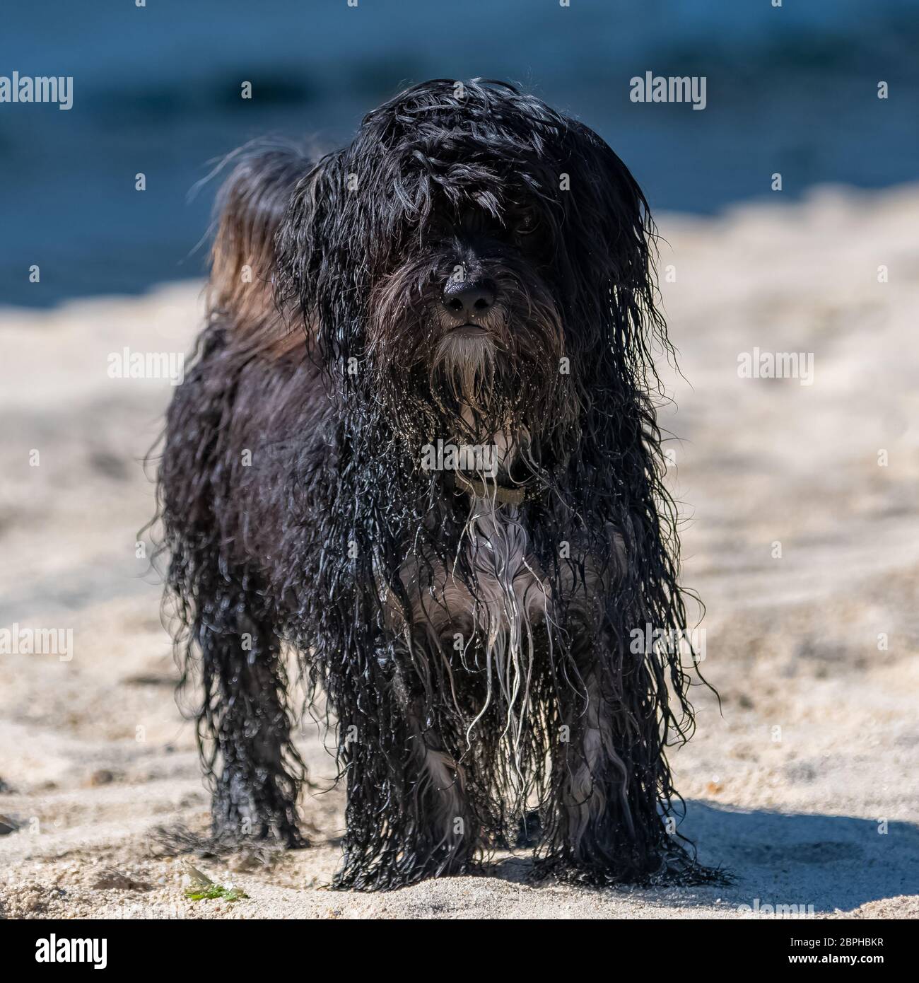 Shih tzu short hair hi-res stock photography and images - Alamy