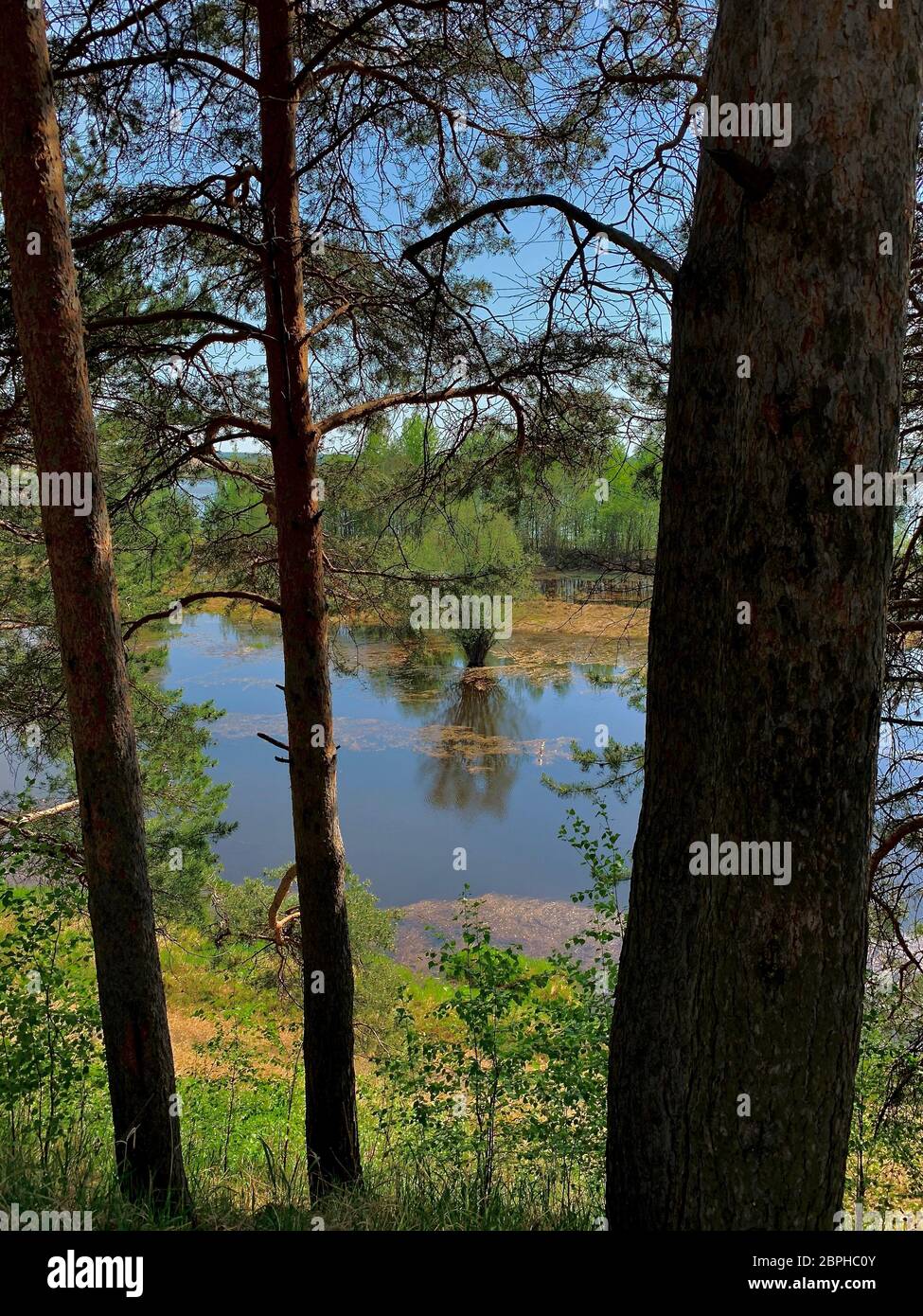 Taiga landscape hi-res stock photography and images - Alamy