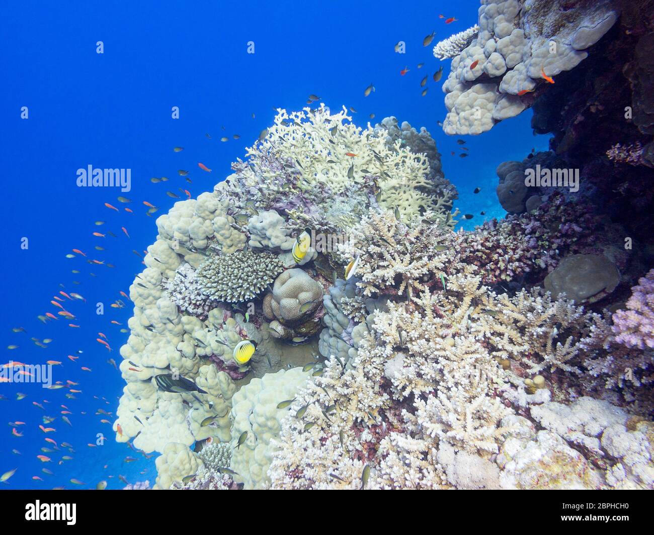 Colorful coral reef on the bottom of tropical sea, underwater landscape ...