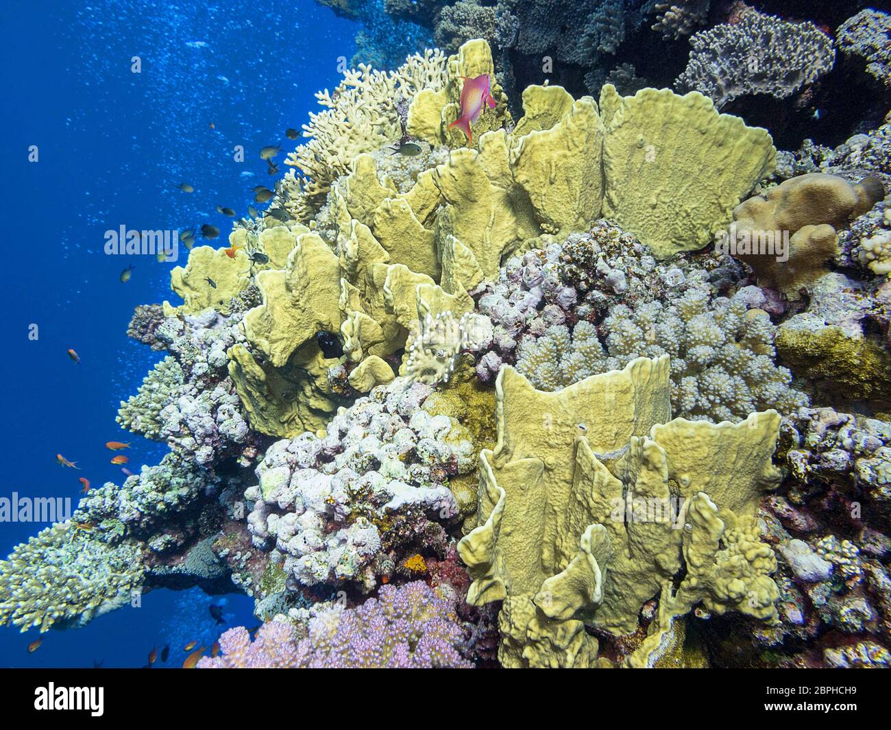 Colorful coral reef on the bottom of tropical sea, underwater landscape ...