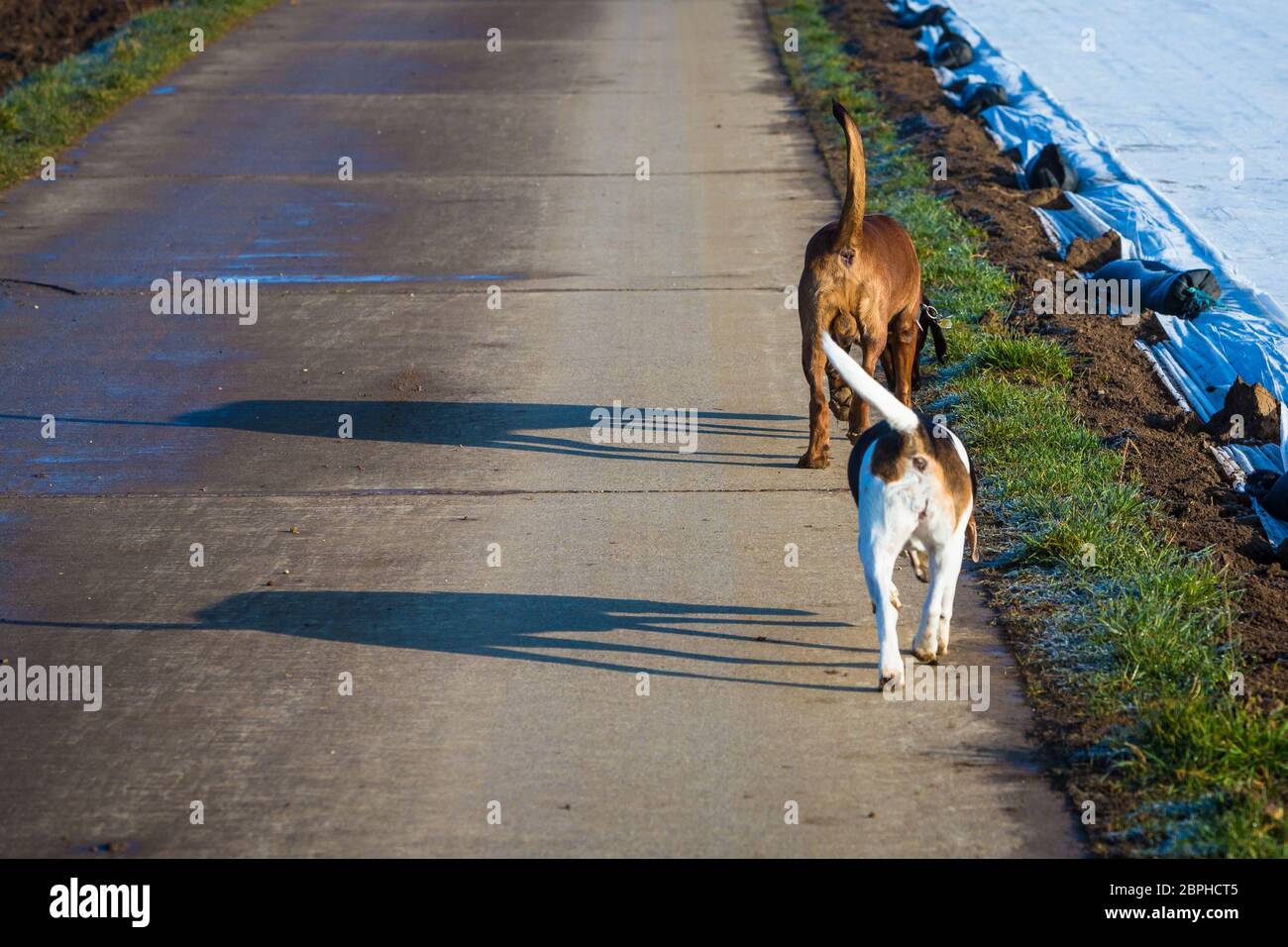 Sniffing on the ground hi-res stock photography and images - Alamy