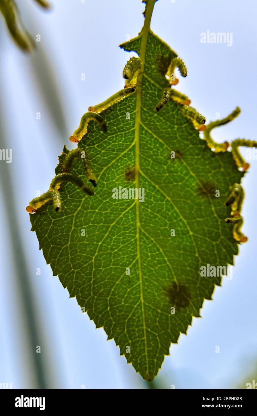 Leaf and caterpillars Stock Photo - Alamy