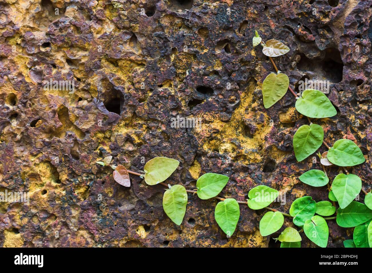 Porous structure hi-res stock photography and images - Alamy