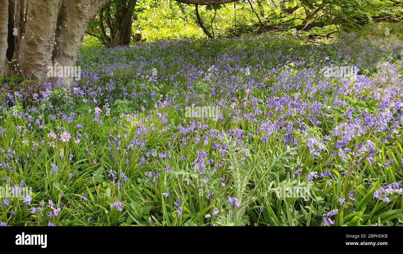 Bluebells in woods Stock Photo - Alamy