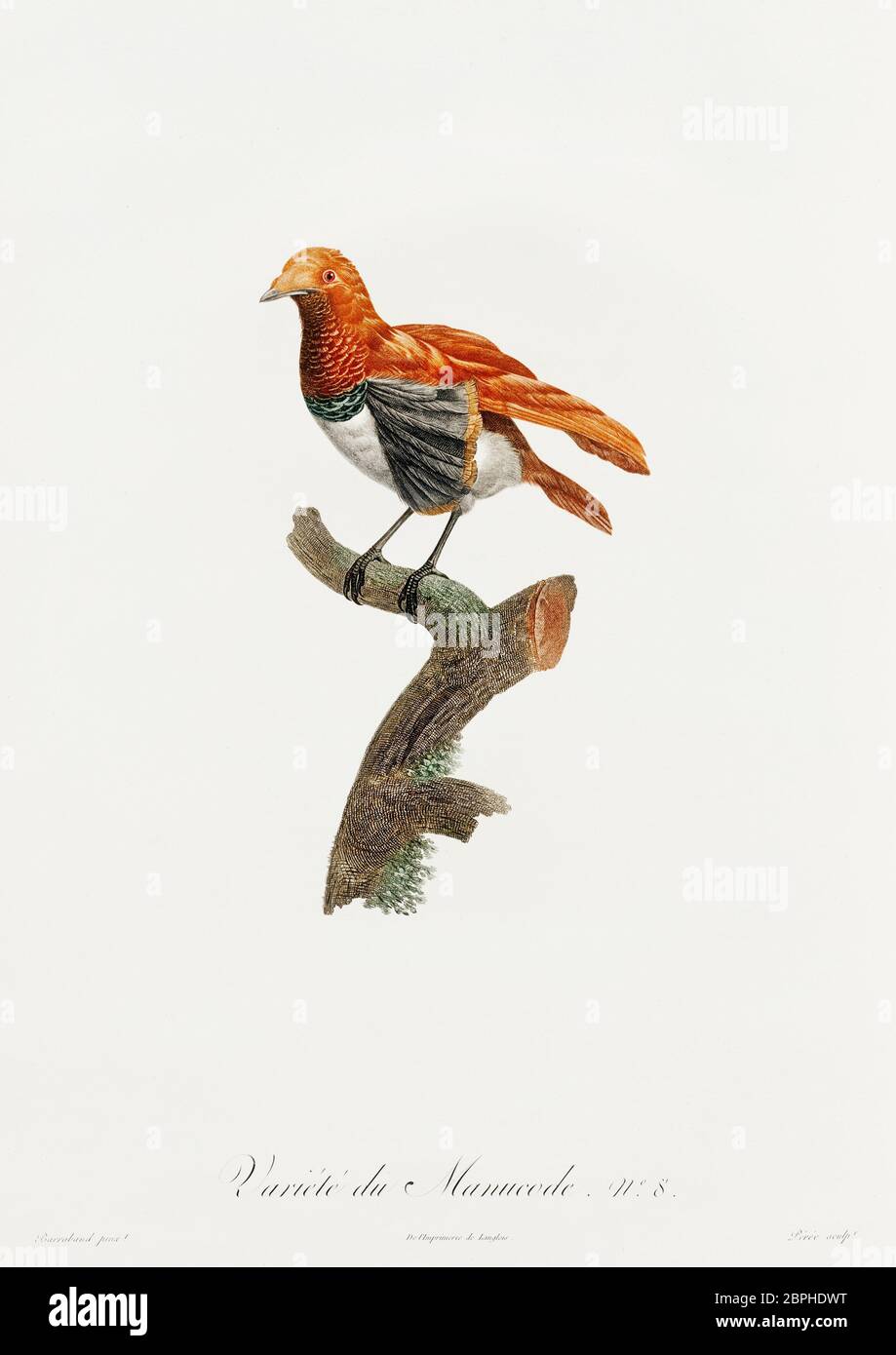 King bird drawing hi-res stock photography and images - Alamy