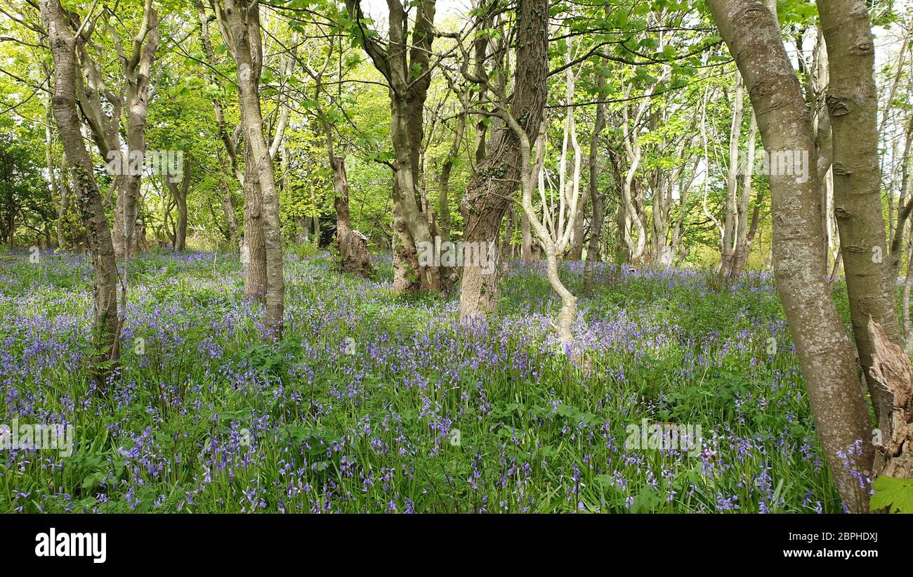 Bluebells in woods Stock Photo - Alamy